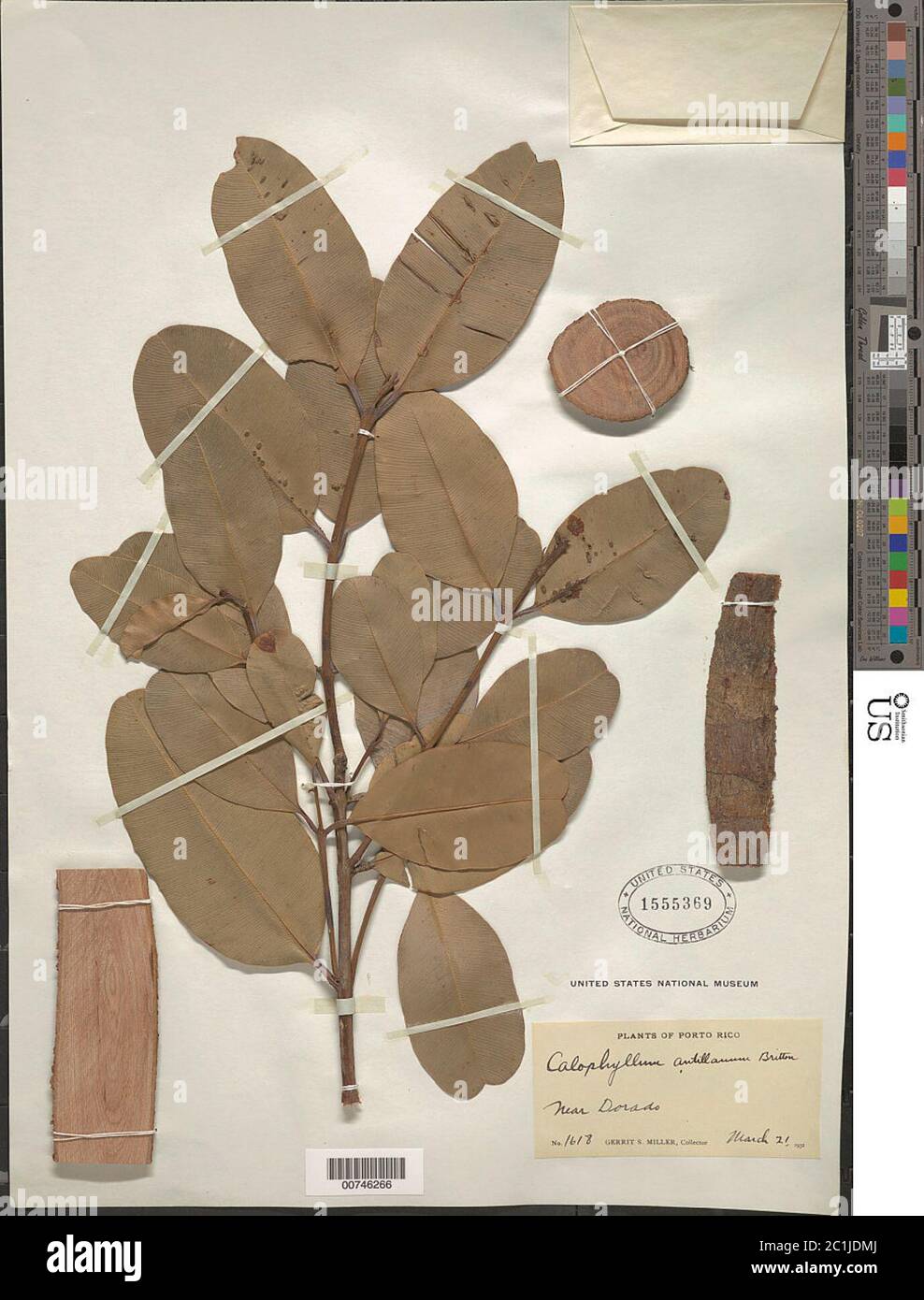 Calophyllum calaba L Calophyllum calaba L Stock Photo - Alamy