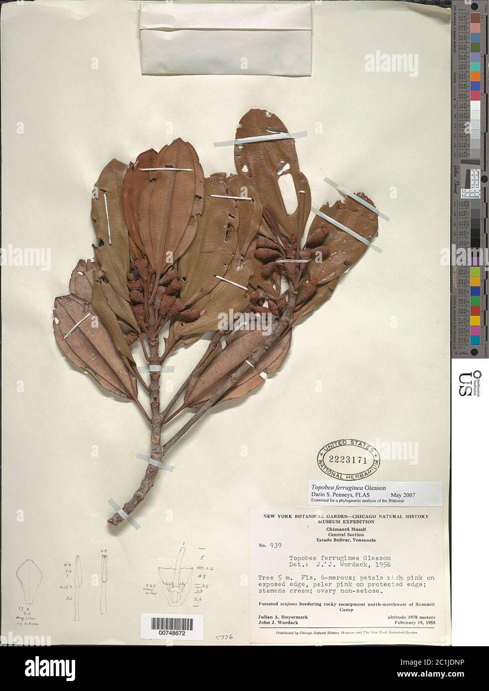 Topobea ferruginea Gleason Topobea ferruginea Gleason Stock Photo - Alamy