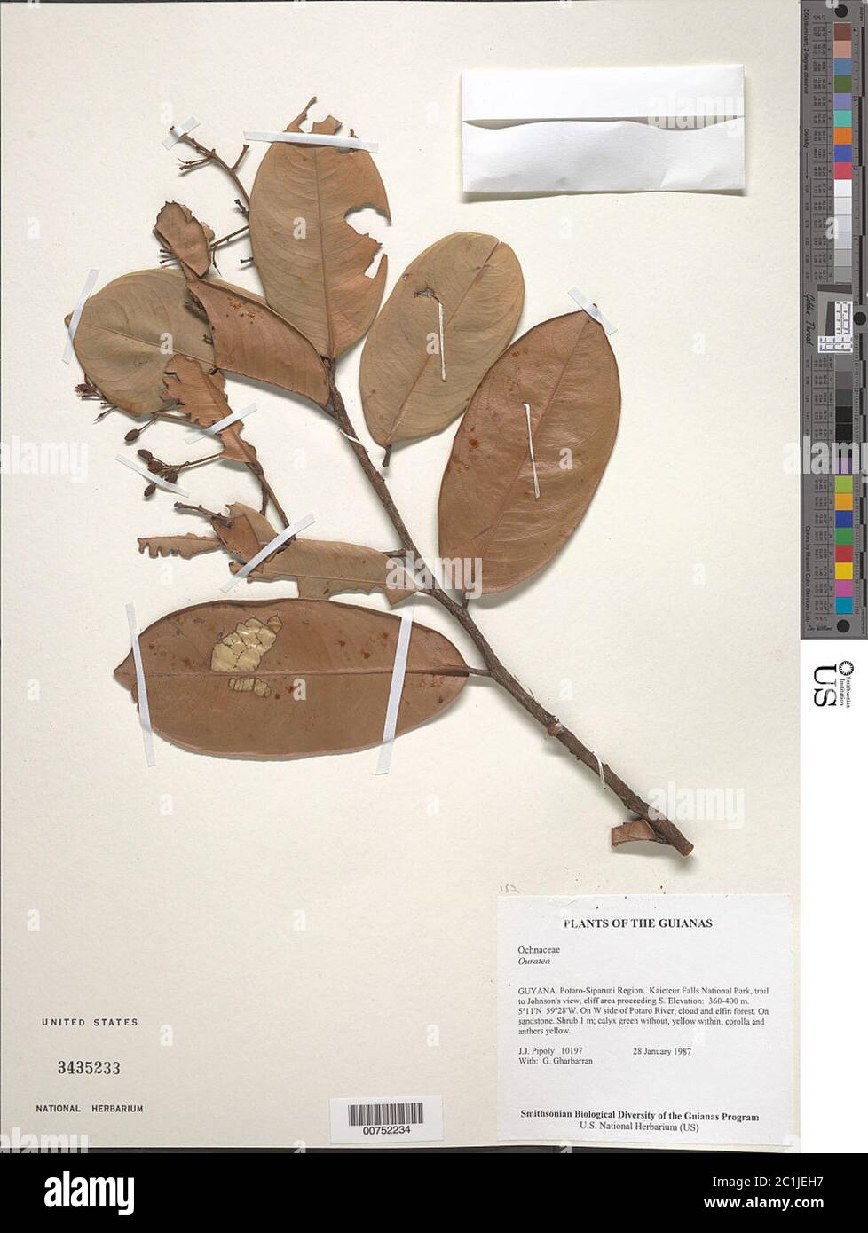 Ouratea hi-res stock photography and images - Alamy