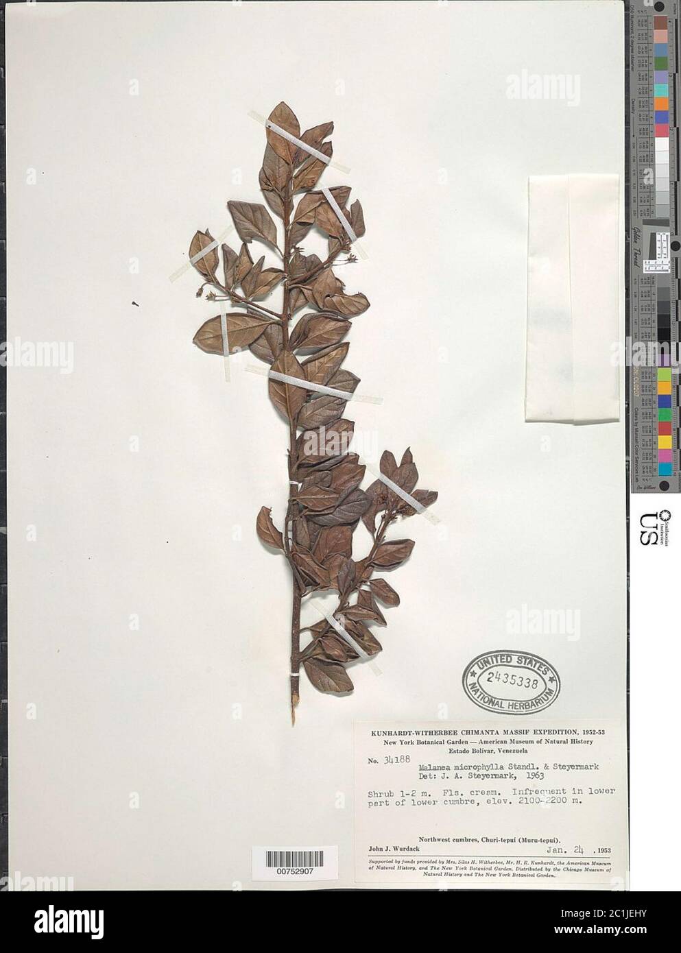 Malanea hi-res stock photography and images - Alamy