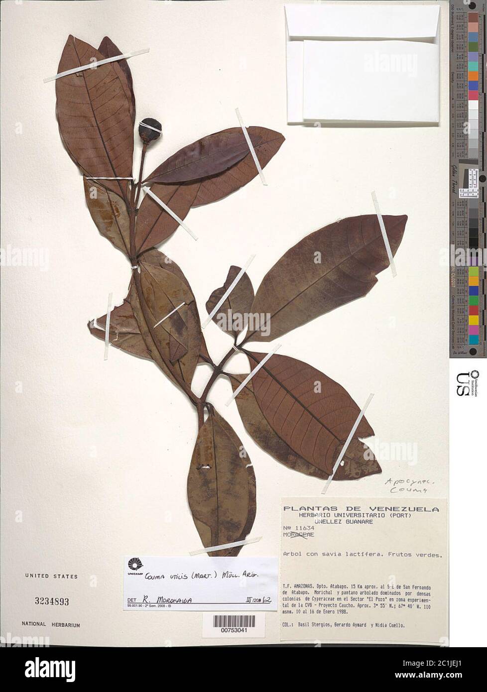 Couma utilis Couma utilis Stock Photo - Alamy