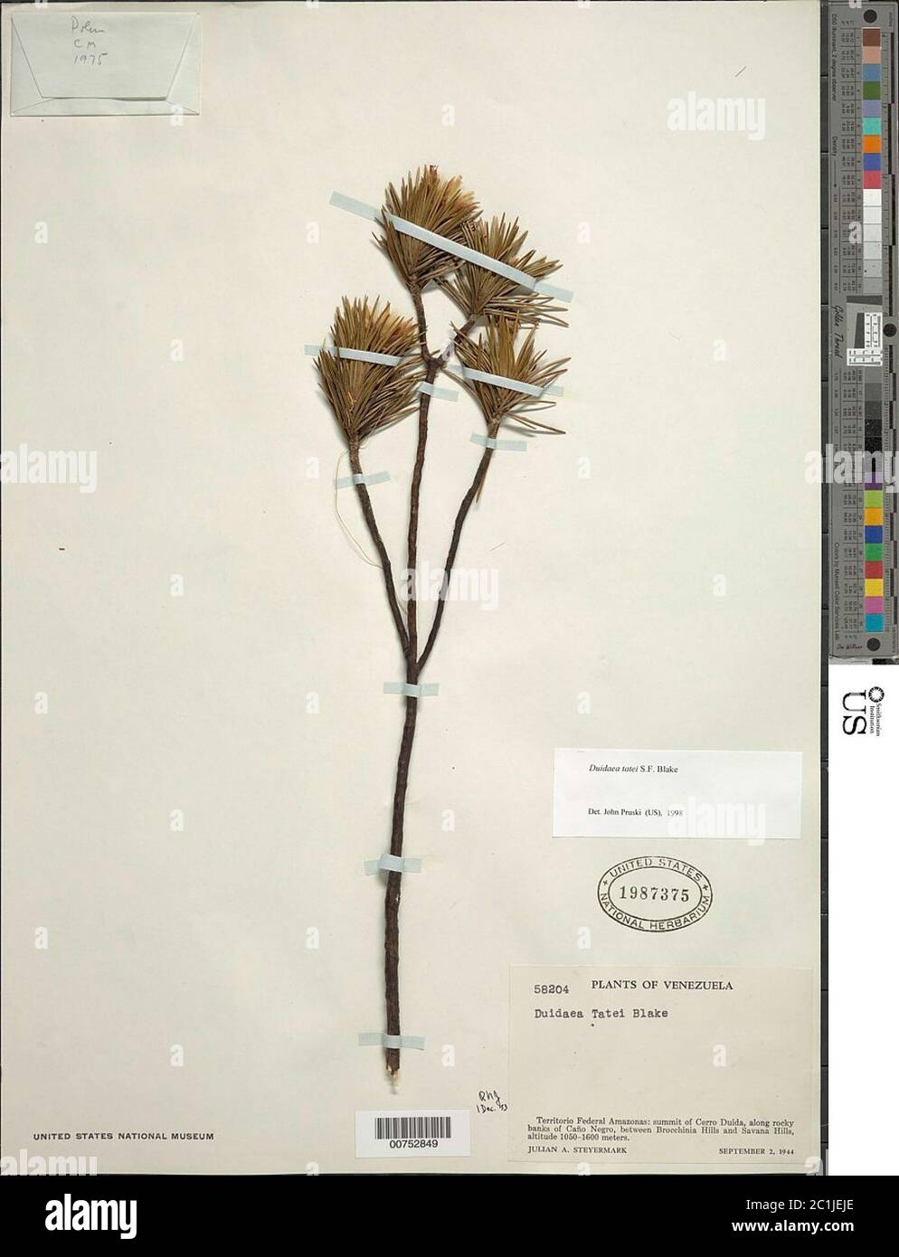 Duidaea tatei hi-res stock photography and images - Alamy