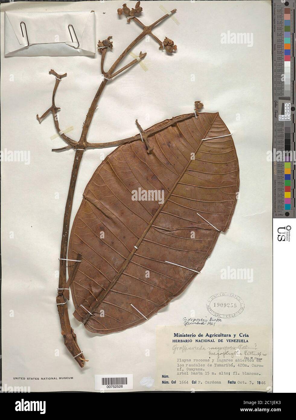 Graffenrieda rupestris hi-res stock photography and images - Alamy