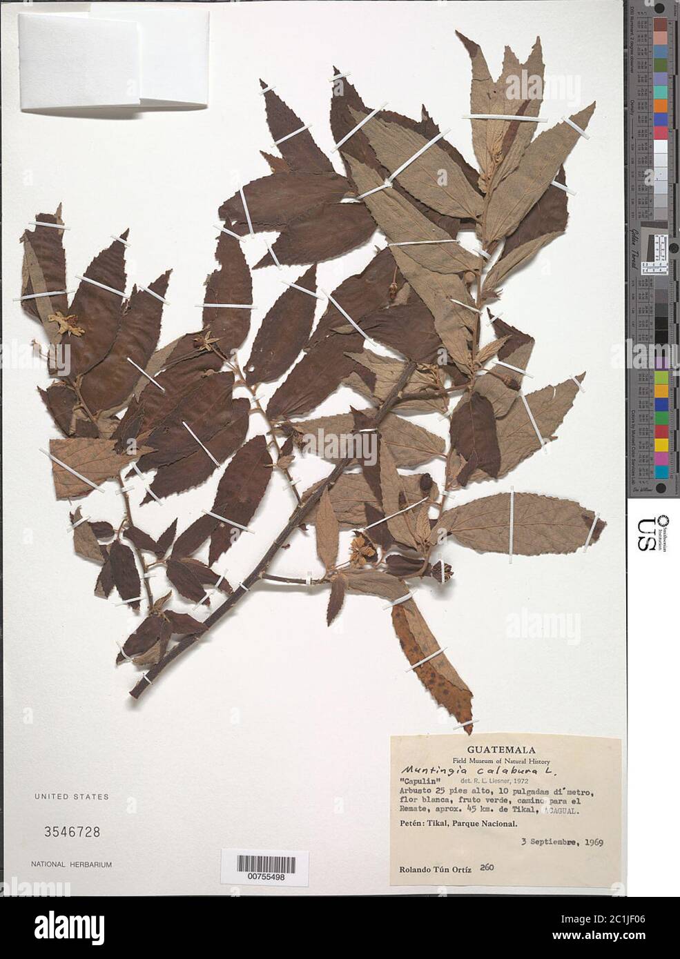 Muntingia calabura L Muntingia calabura L Stock Photo - Alamy