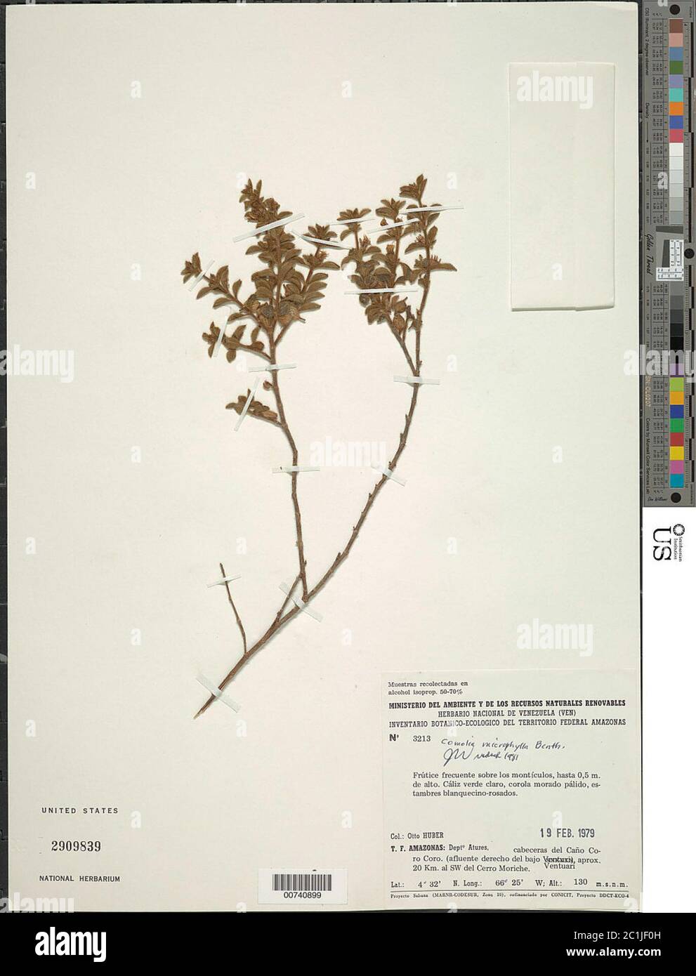 Comolia microphylla Benth Comolia microphylla Benth Stock Photo - Alamy