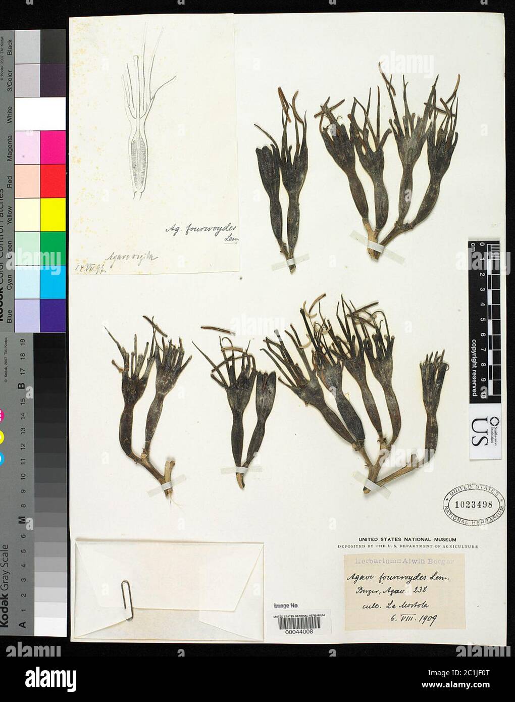 Agave fourcroydes henequen fiber hi-res stock photography and images ...