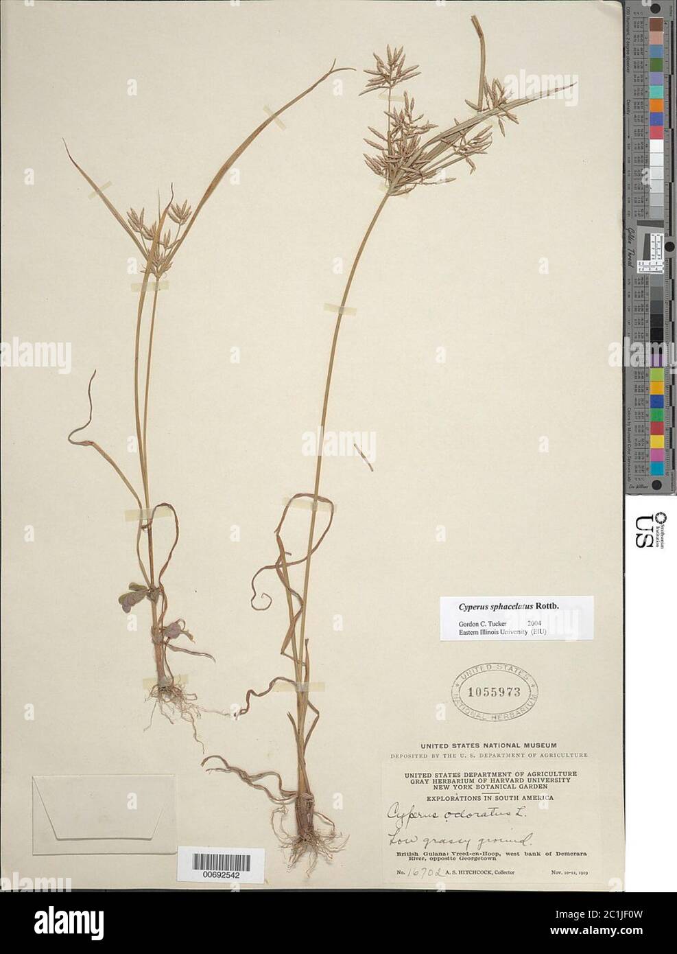 Cyperus sphacelatus Rottb Cyperus sphacelatus Rottb Stock Photo - Alamy