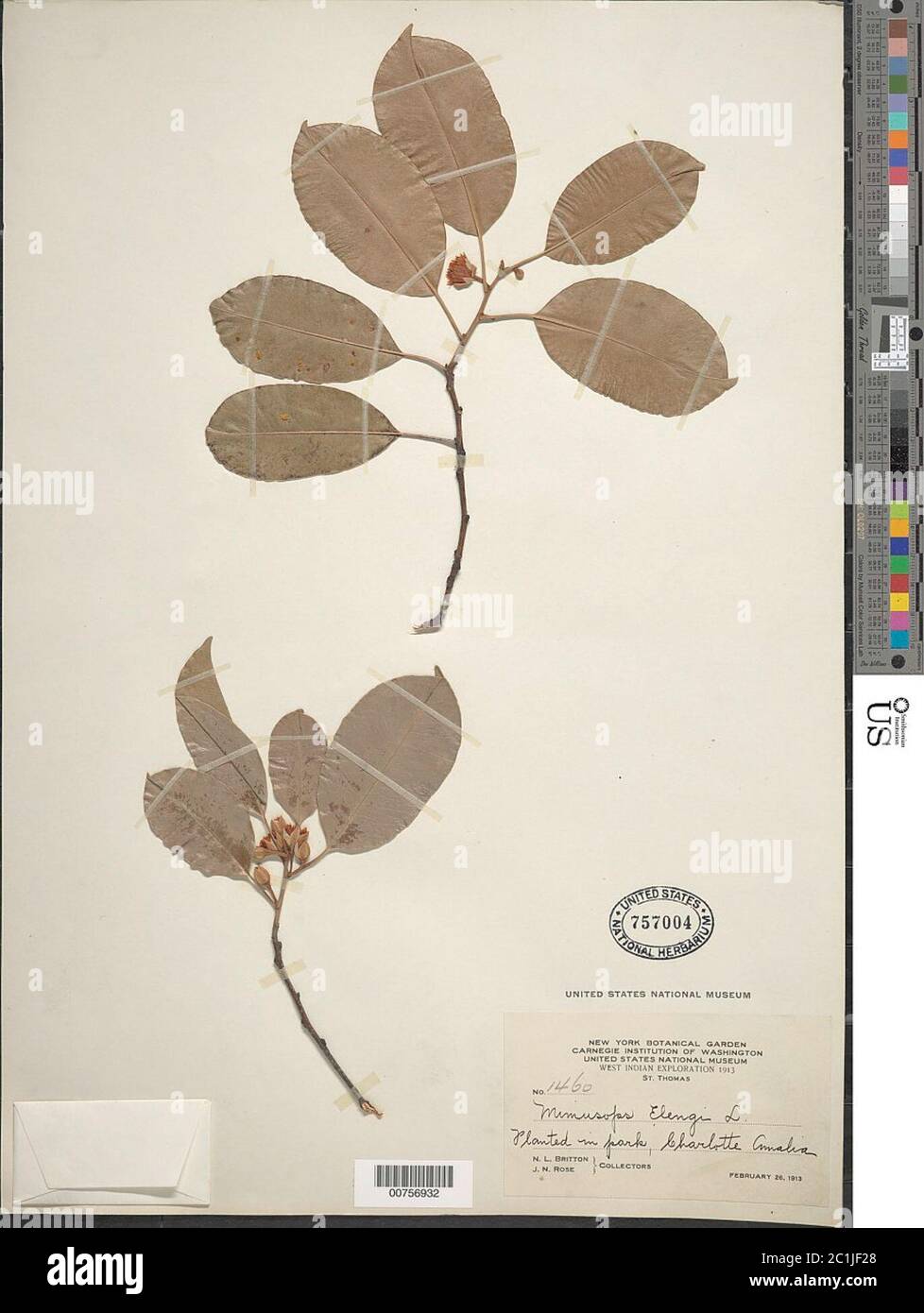 Mimusops elengi L Mimusops elengi L Stock Photo - Alamy