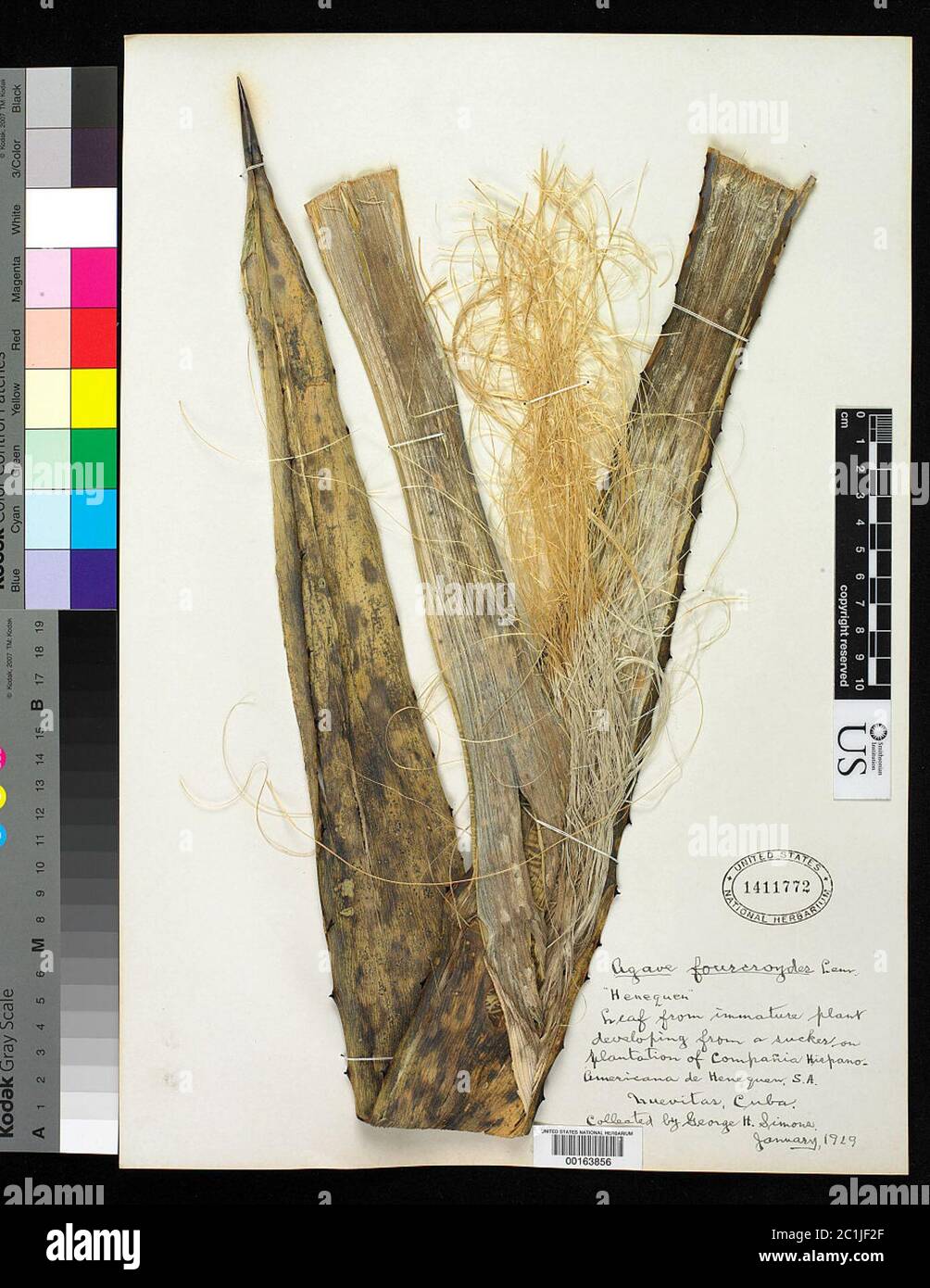 Agave fourcroydes Lem Agave fourcroydes Lem Stock Photo - Alamy