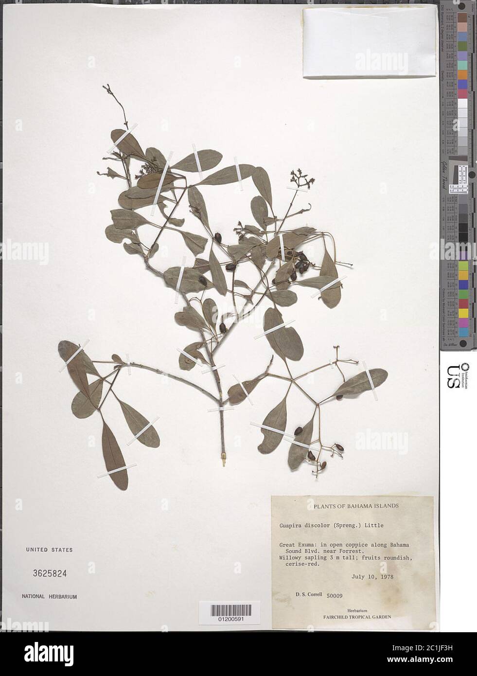 Guapira discolor hi-res stock photography and images - Alamy