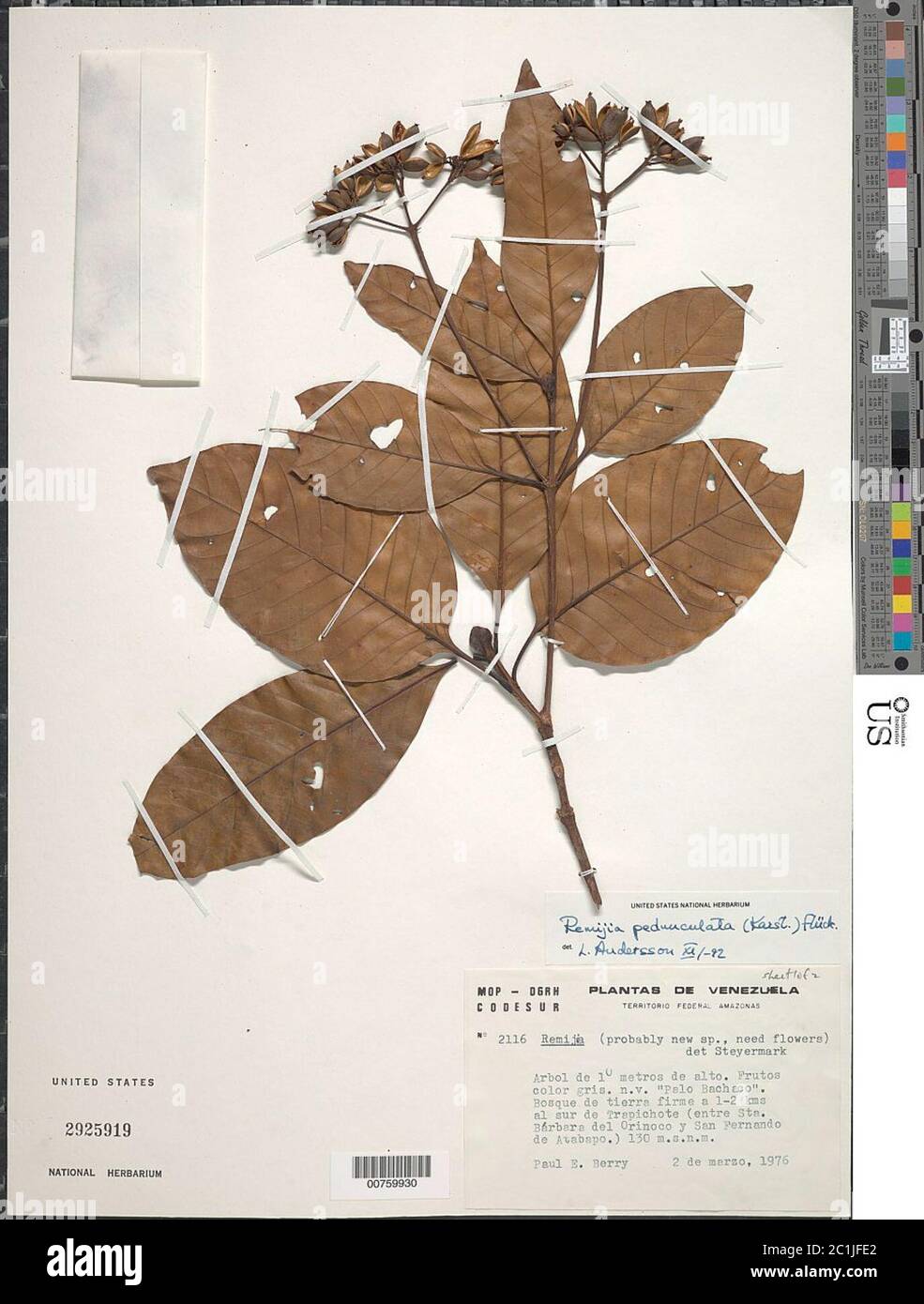 Remijia pedunculata H Karst Fluck Remijia pedunculata H Karst Fluck ...