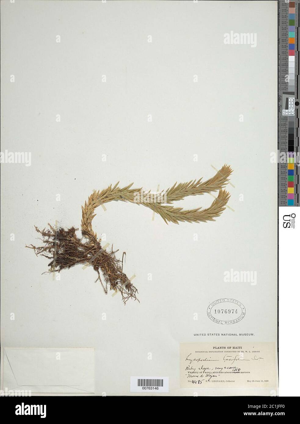 Phlegmariurus taxifolius Sw Lve D Lve Phlegmariurus taxifolius Sw Lve D ...