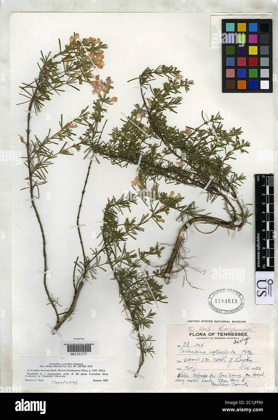 Conradina verticillata hi-res stock photography and images - Alamy