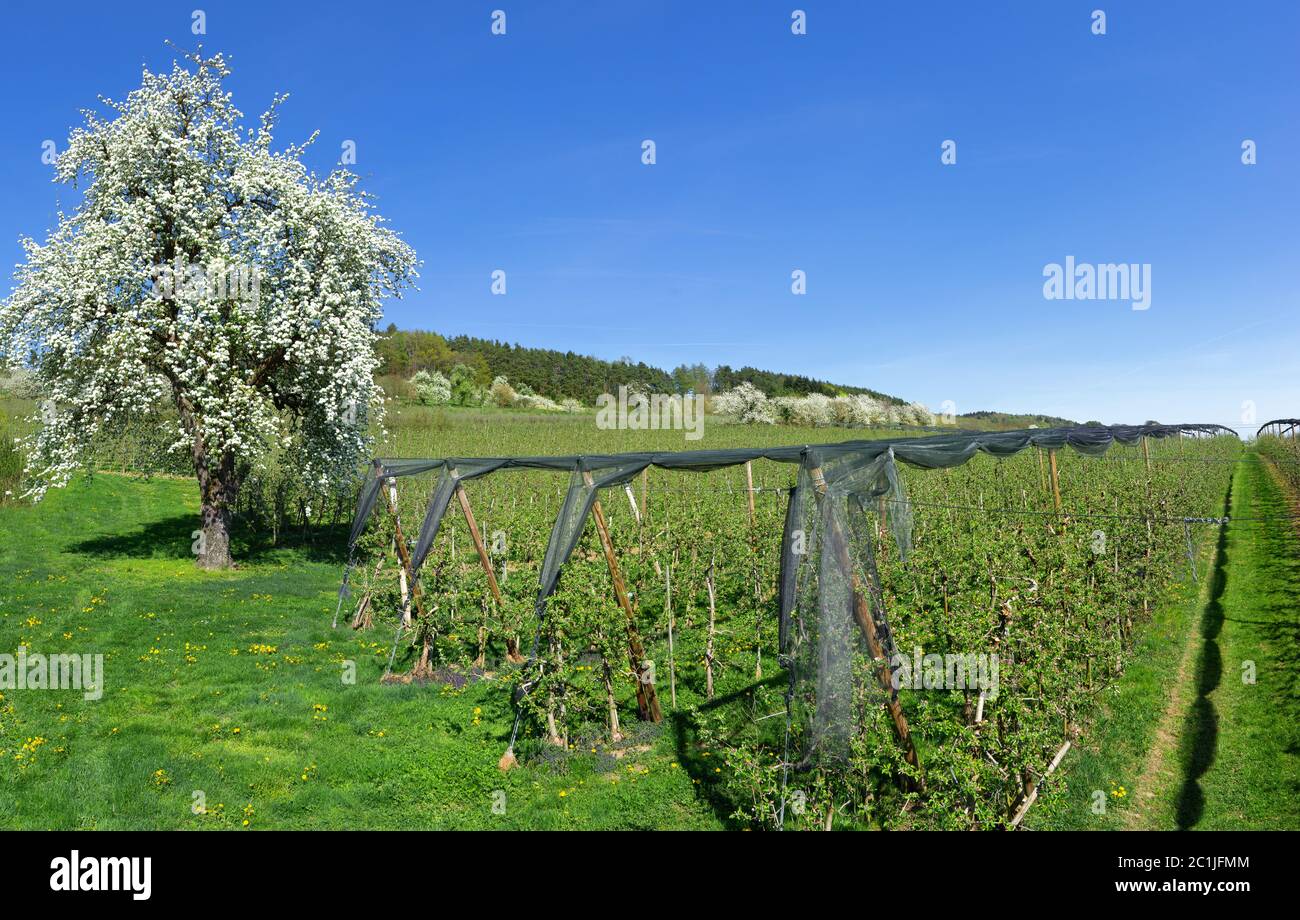 Big apple tree hi-res stock photography and images - Alamy