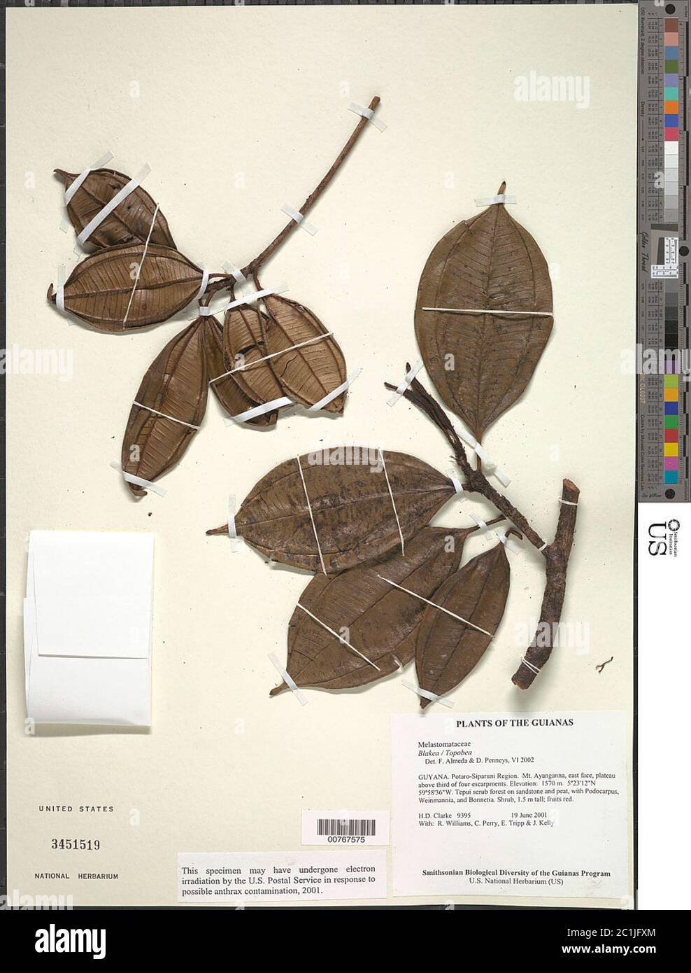 Blakea sp Blakea sp Stock Photo - Alamy