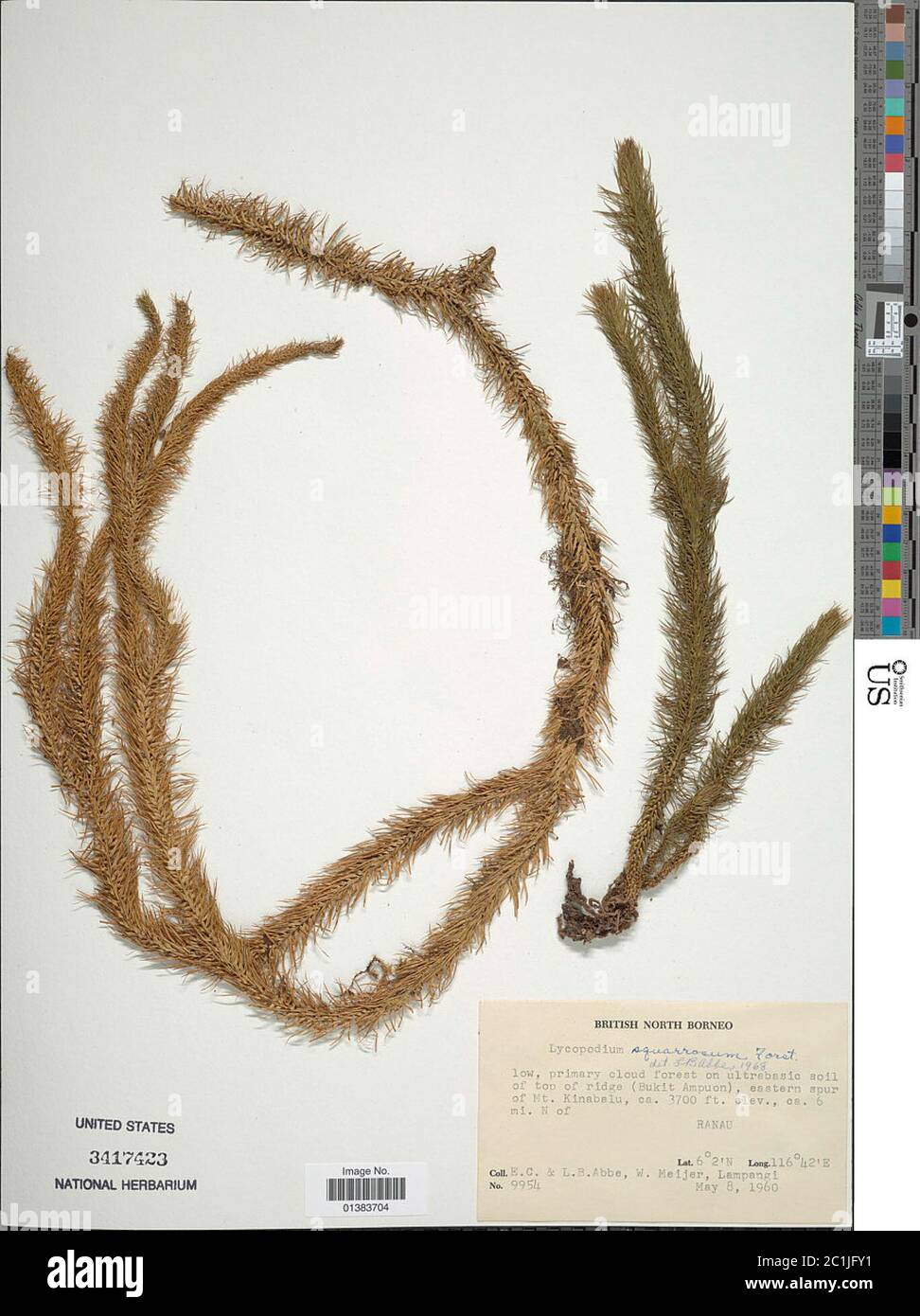 Phlegmariurus squarrosus hi-res stock photography and images - Alamy