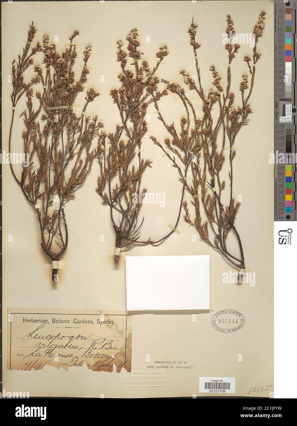 Leucopogon hi-res stock photography and images - Alamy