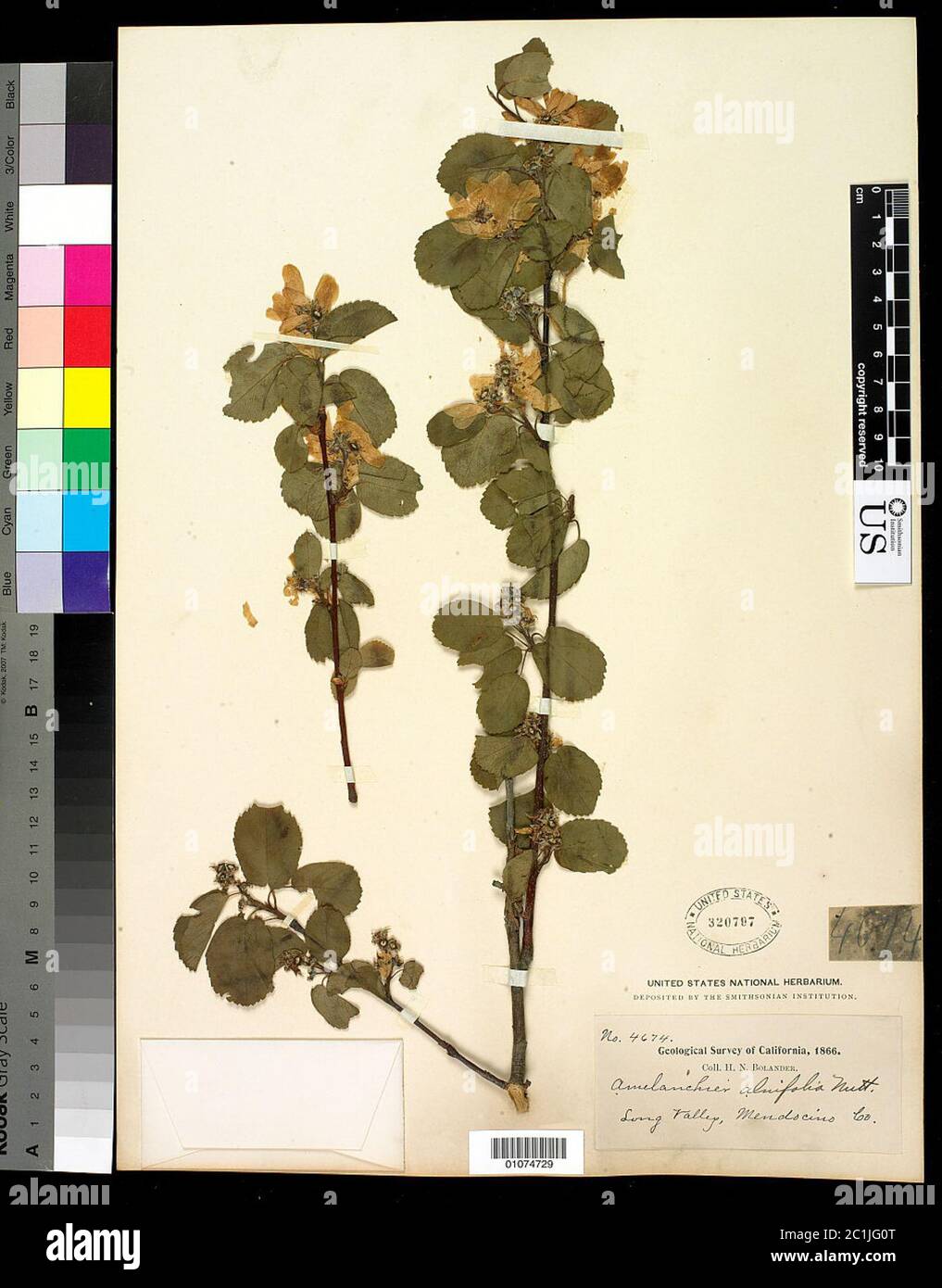 Amelanchier alnifolia Nutt Nutt ex M Roem Amelanchier alnifolia Nutt ...