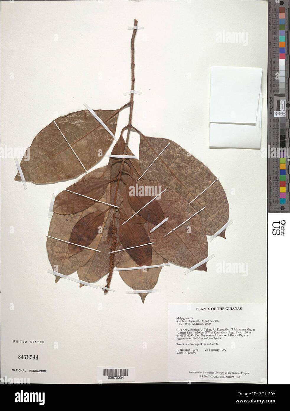 Spachea elegans A Juss Spachea elegans A Juss Stock Photo - Alamy