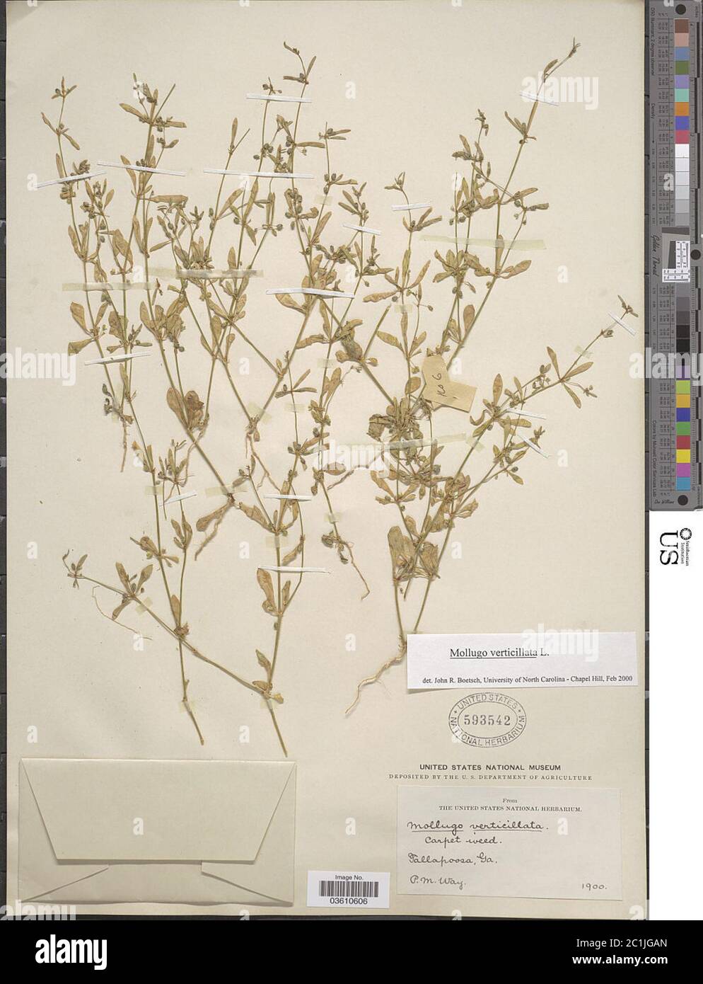 Mollugo verticillata L Mollugo verticillata L Stock Photo - Alamy