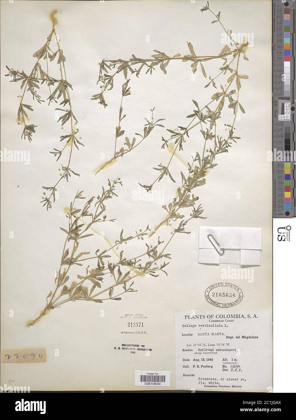 Mollugo verticillata L Mollugo verticillata L Stock Photo - Alamy