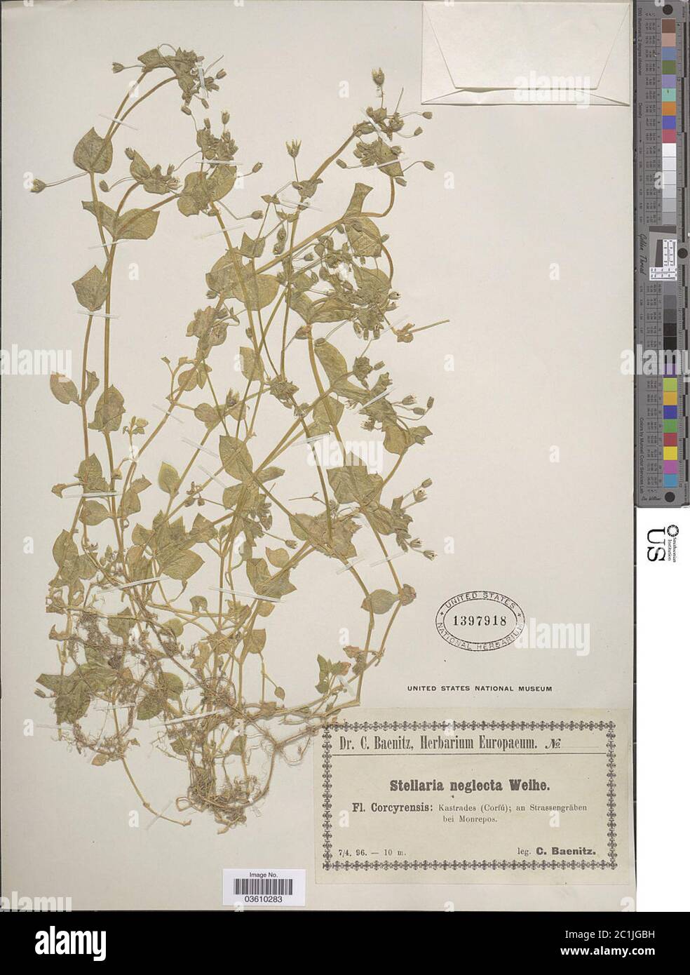 Stellaria neglecta Weihe ex Bluff Fingerh Stellaria neglecta Weihe ex ...