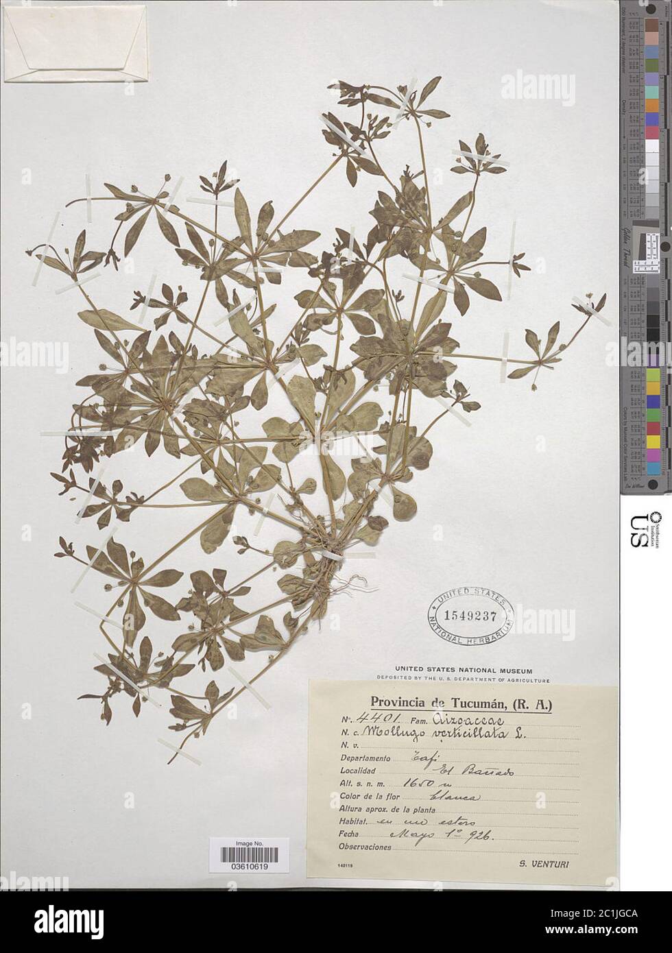 Mollugo verticillata L Mollugo verticillata L Stock Photo - Alamy