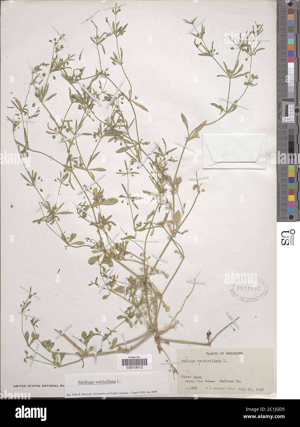 Mollugo verticillata L Mollugo verticillata L Stock Photo - Alamy