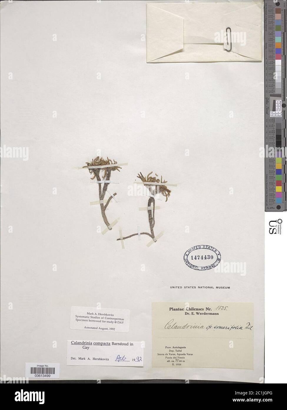 Calandrinia compacta Barnoud Calandrinia compacta Barnoud Stock Photo ...