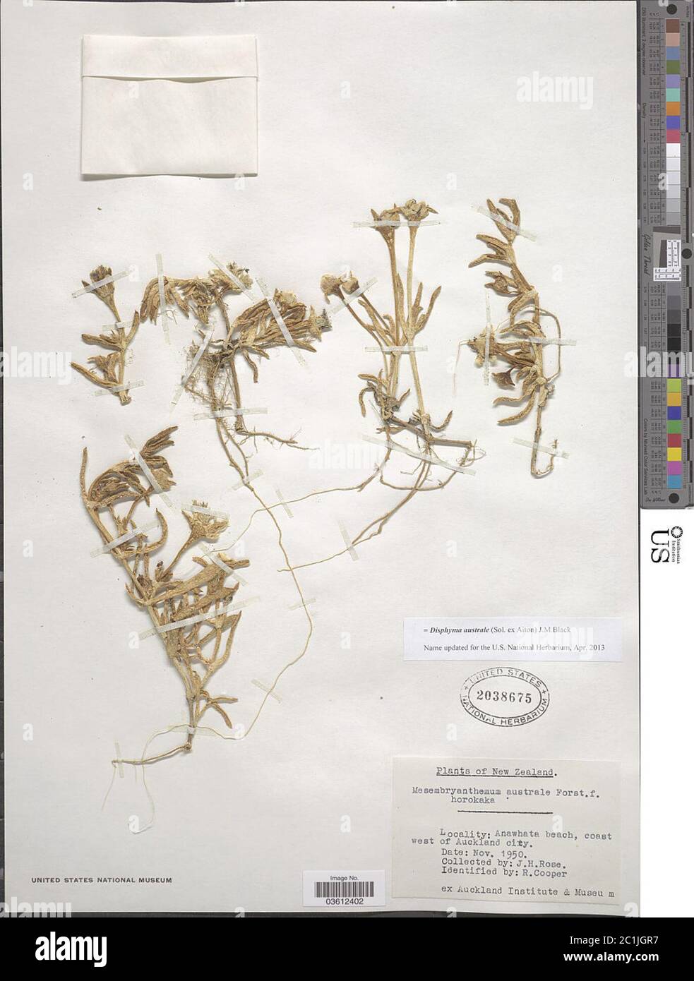 Disphyma australe JM Black Disphyma australe JM Black Stock Photo - Alamy