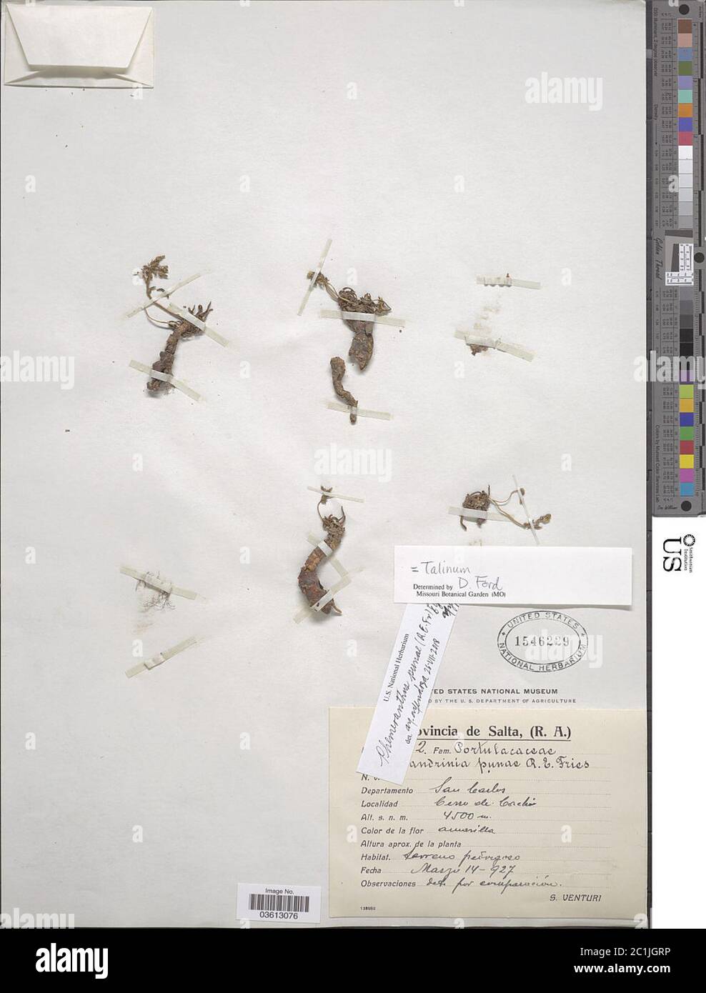 Talinum hi-res stock photography and images - Alamy