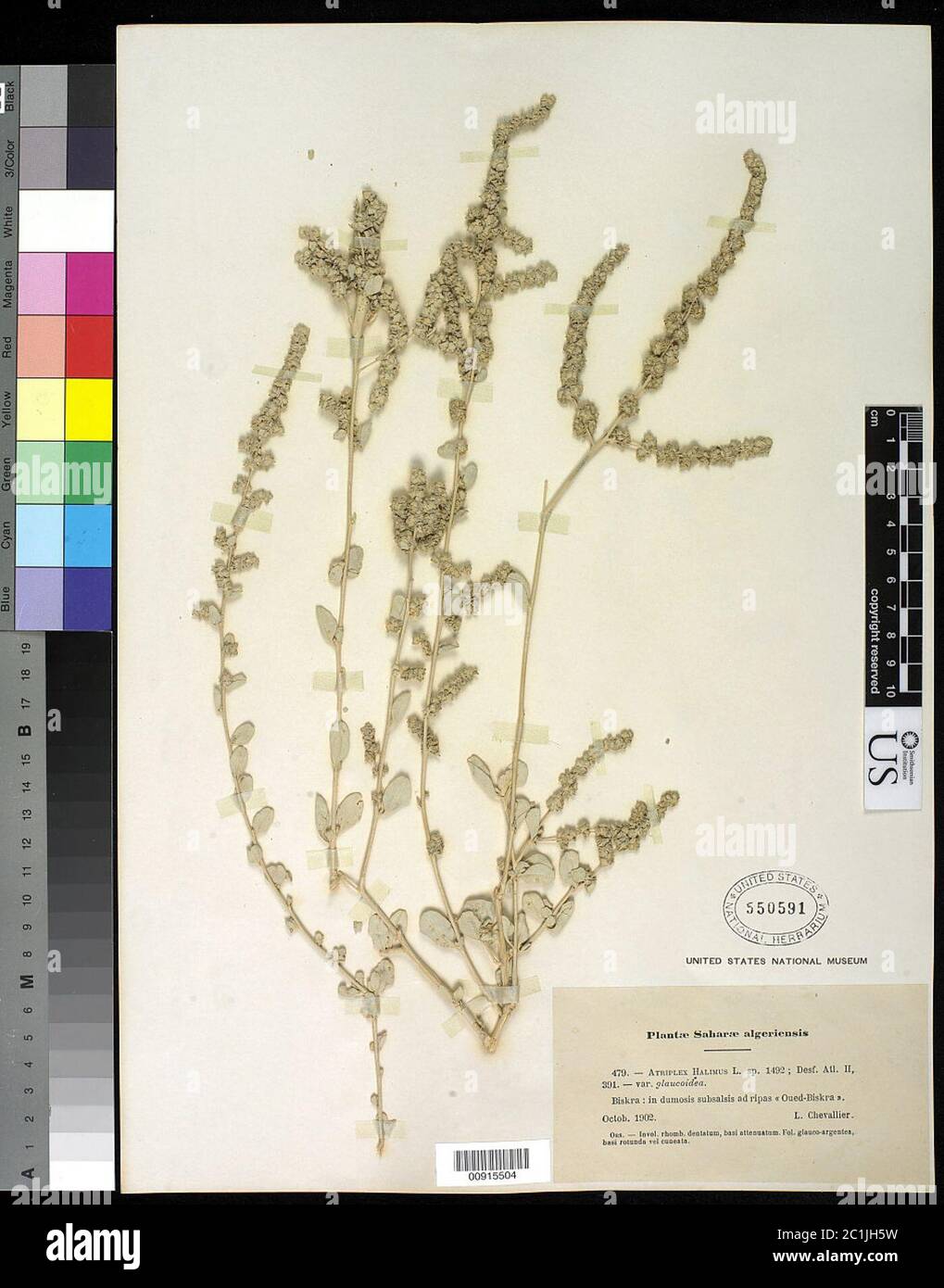 Atriplex halimus L Atriplex halimus L Stock Photo - Alamy