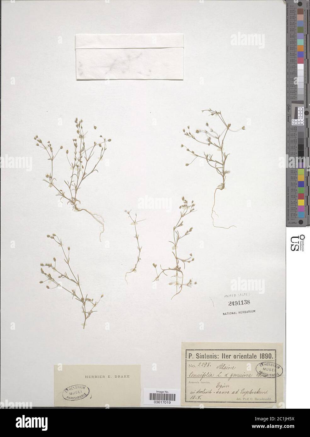 Minuartia hybrida hi-res stock photography and images - Alamy