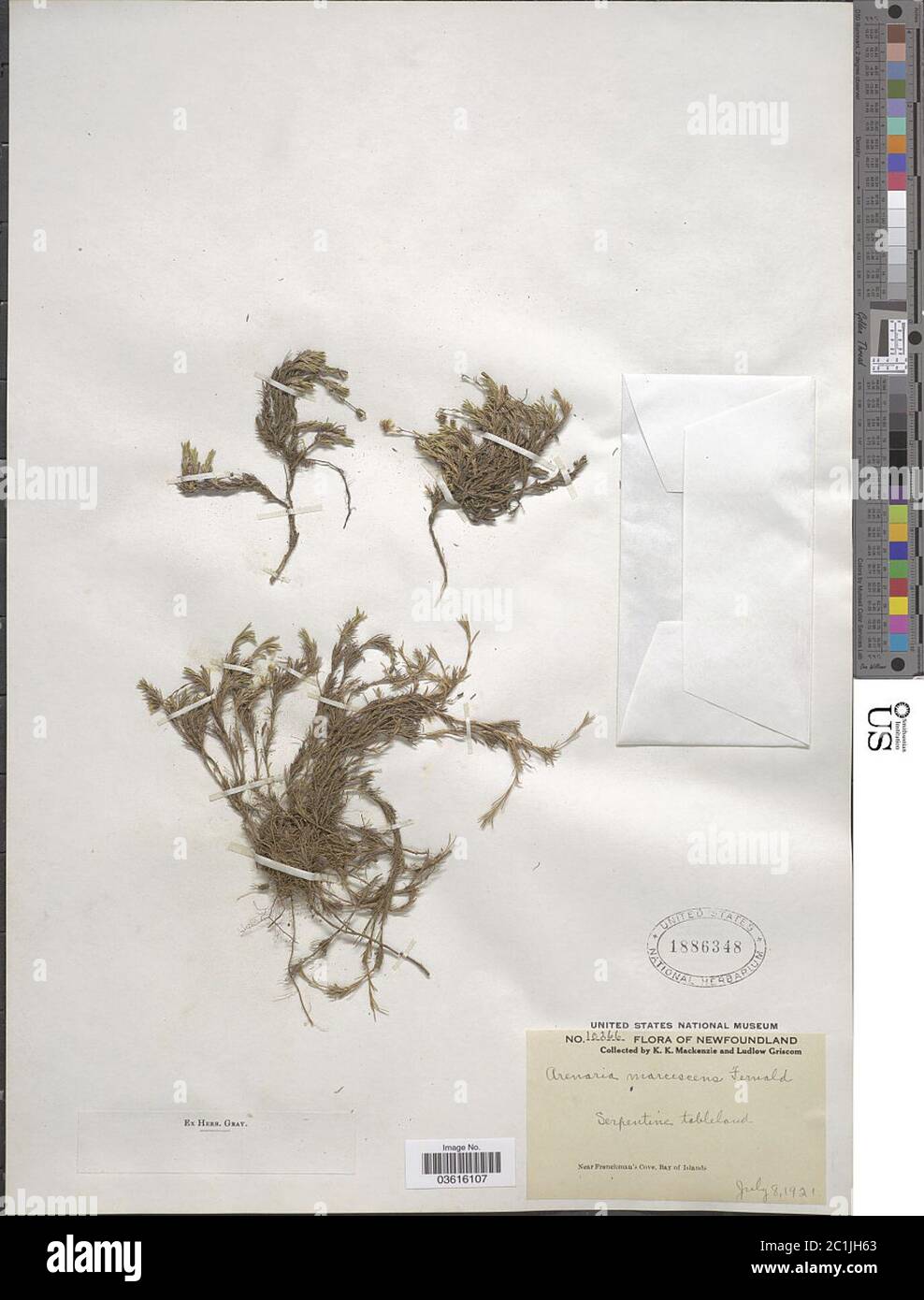 Minuartia marcescens Fernald House Minuartia marcescens Fernald House ...