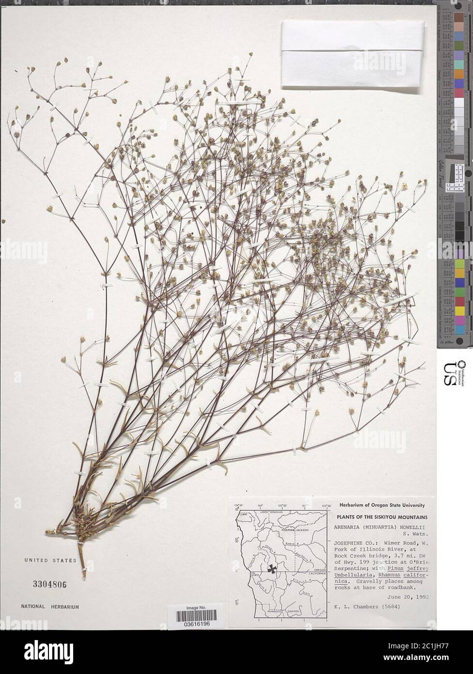 Howellii hi-res stock photography and images - Alamy