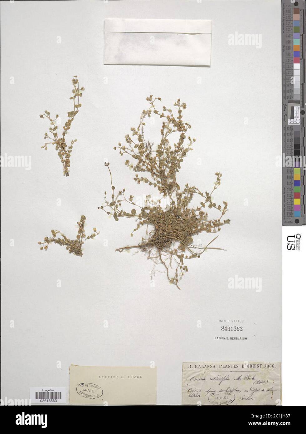 Arenaria rotundifolia M Bieb Arenaria rotundifolia M Bieb Stock Photo ...