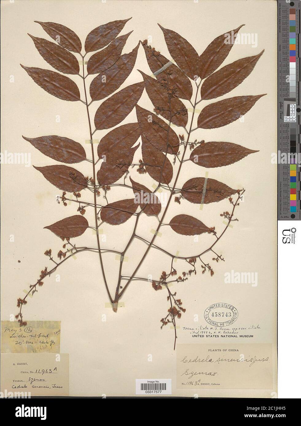 Toona ciliata M Roem Toona ciliata M Roem Stock Photo - Alamy