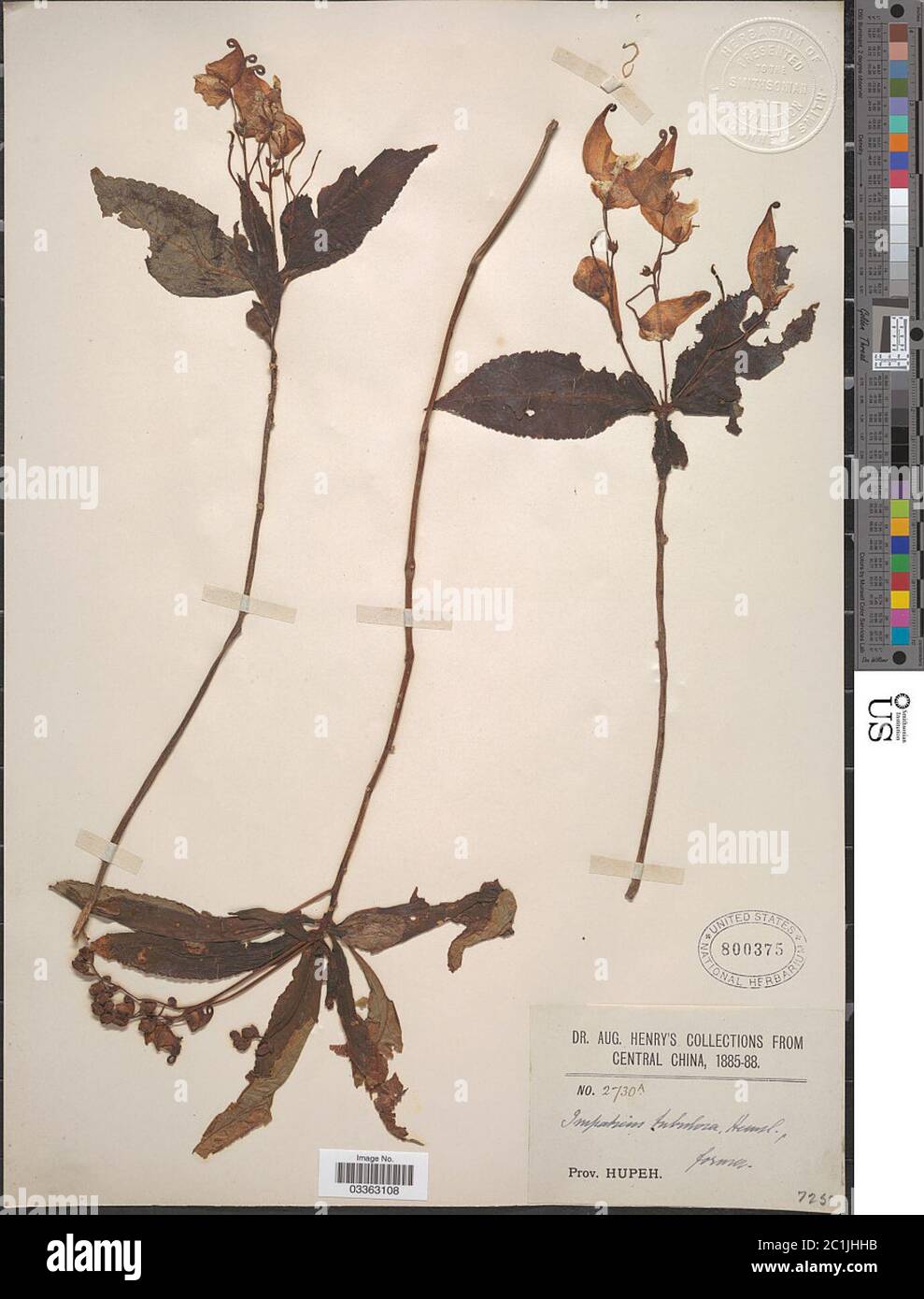 Impatiens tubulosa Hemsl Impatiens tubulosa Hemsl Stock Photo - Alamy