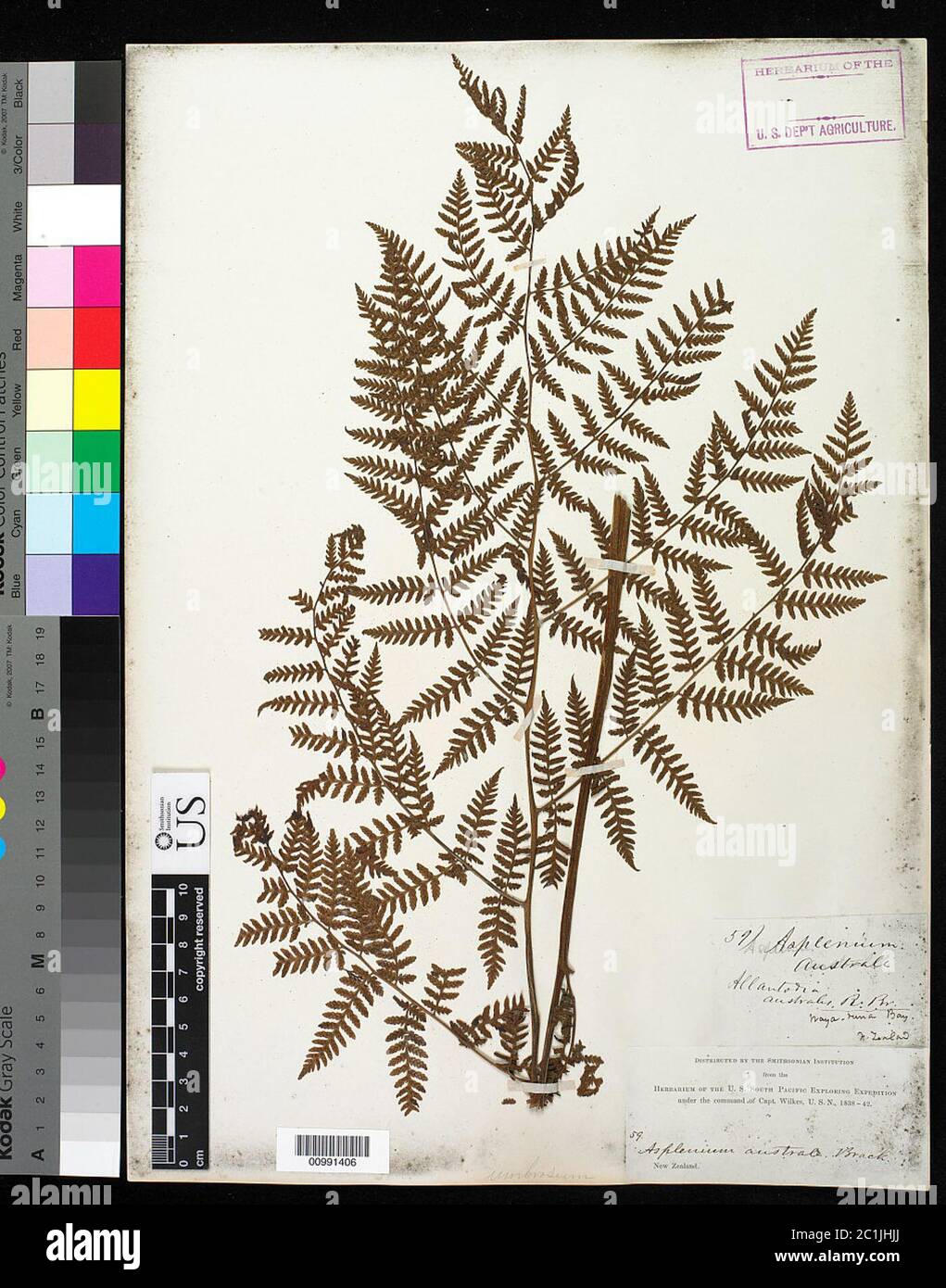 Athyrium umbrosum Athyrium umbrosum Stock Photo - Alamy