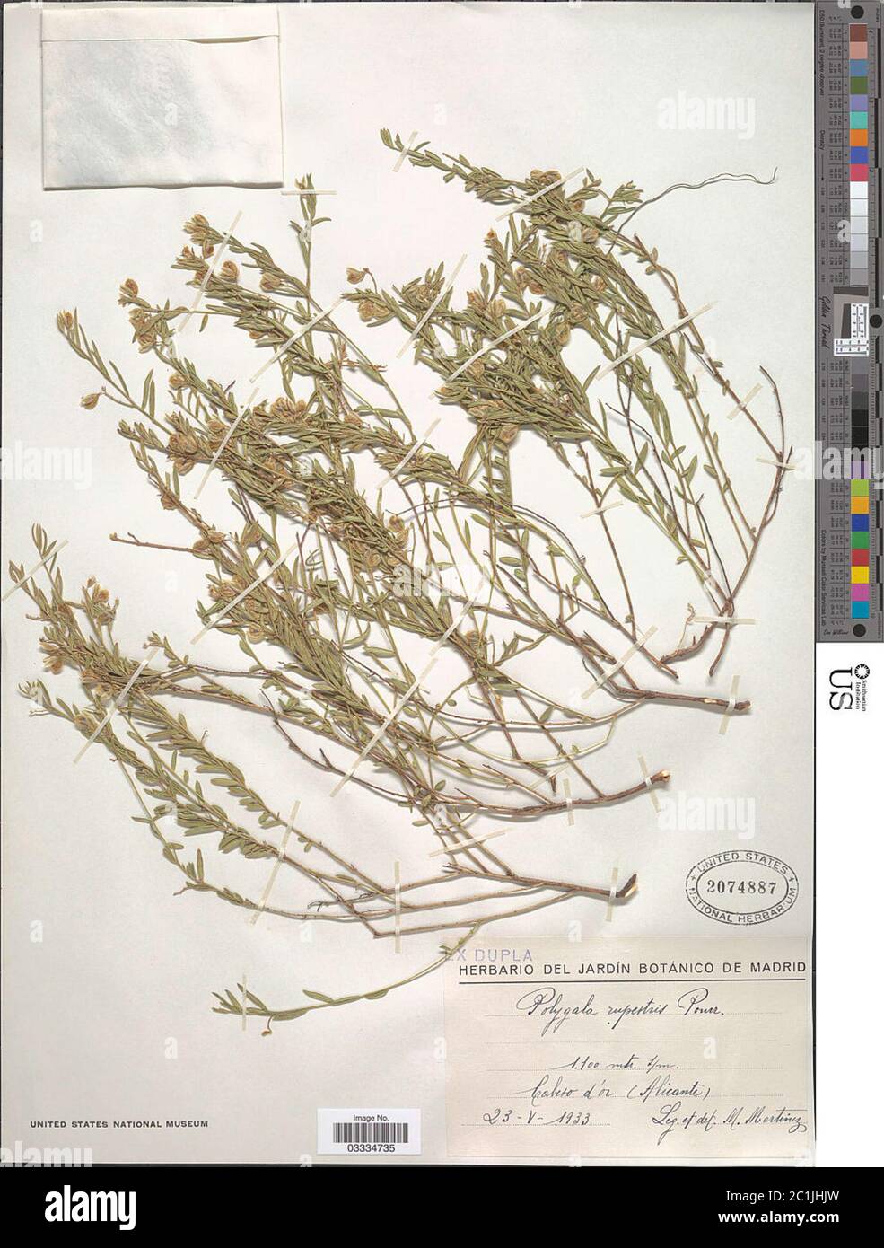 Polygala rupestris Pourr Polygala rupestris Pourr Stock Photo - Alamy