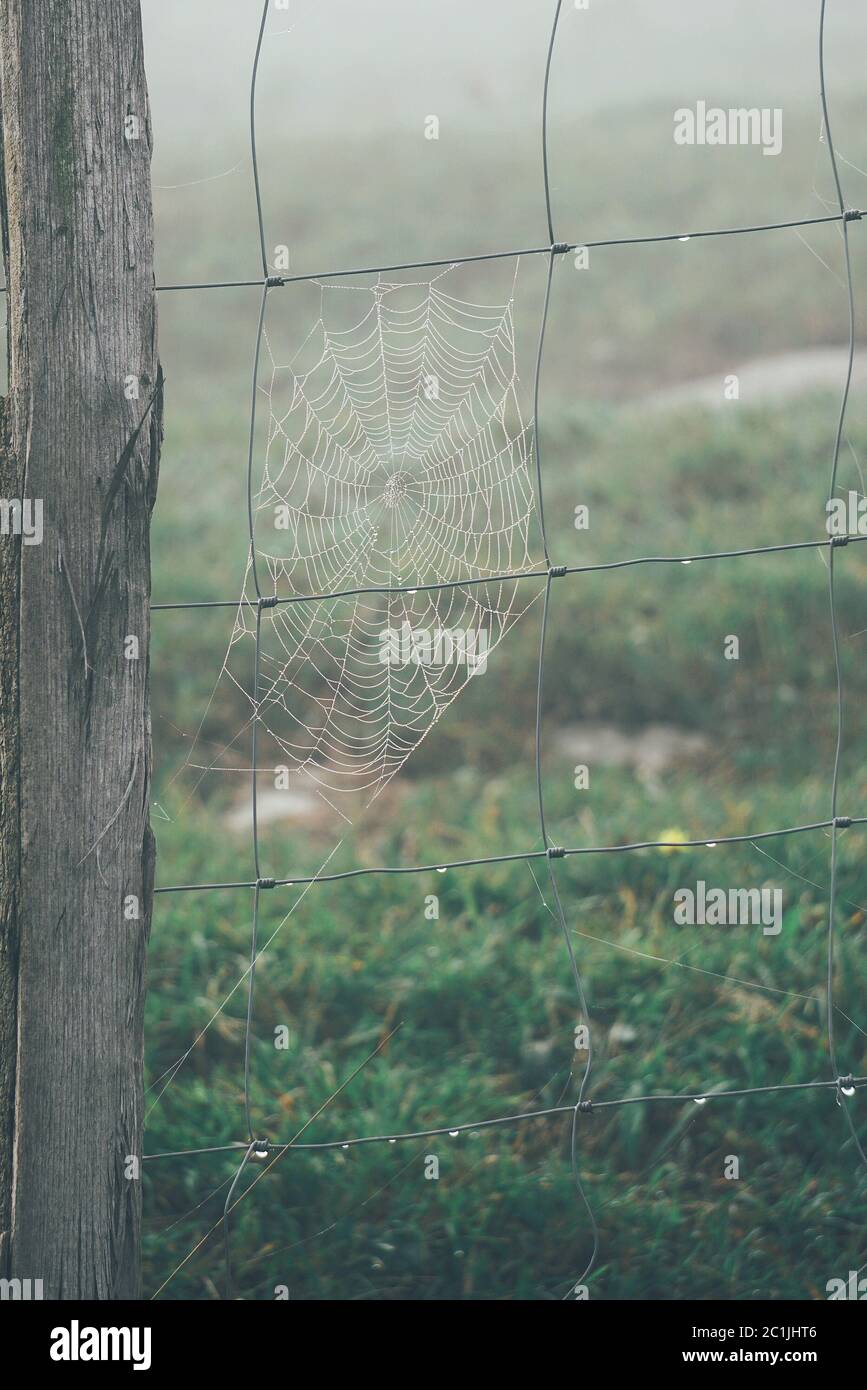 spider web on the wire fence Stock Photo - Alamy