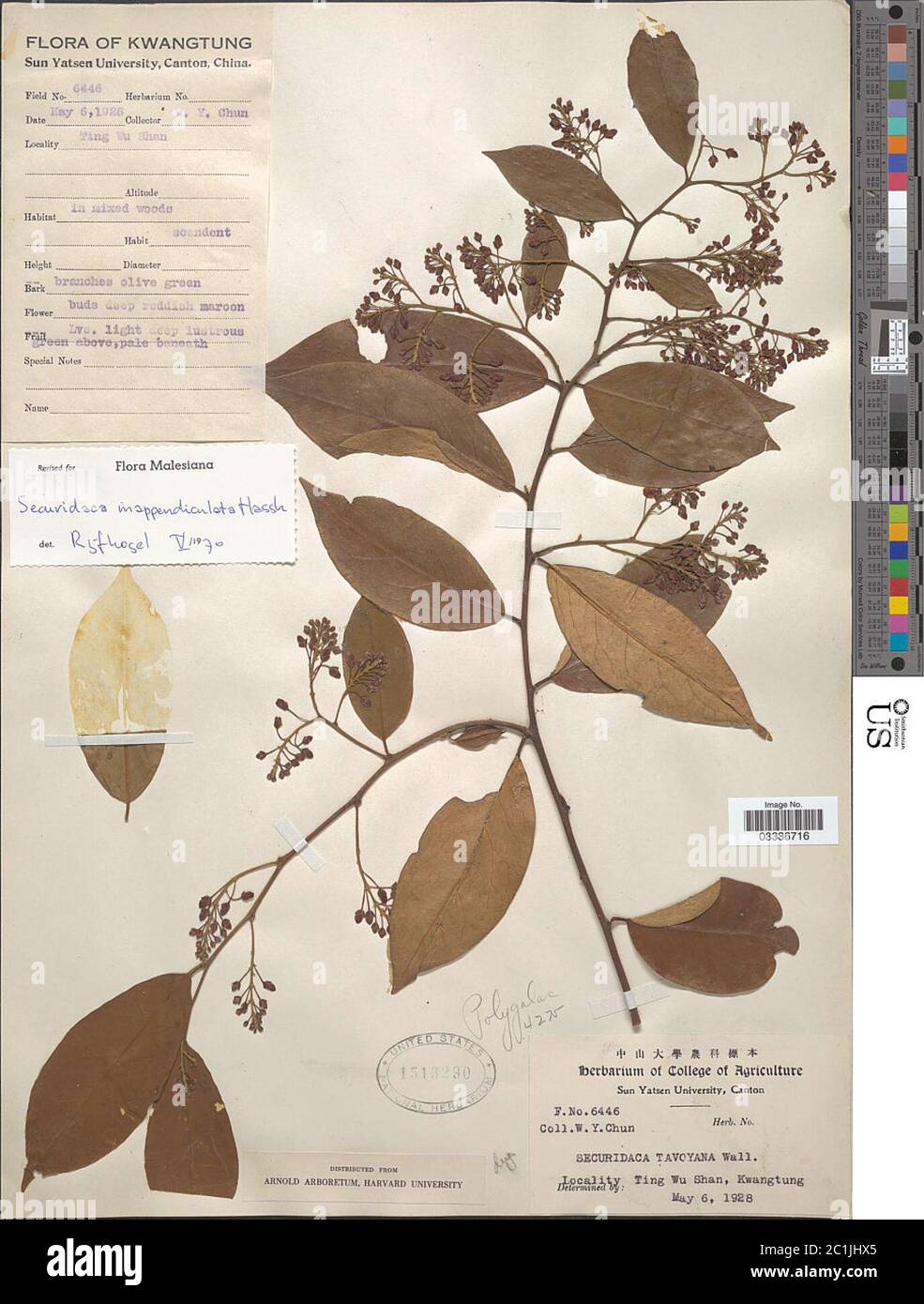 Securidaca inappendiculata Hassk Securidaca inappendiculata Hassk Stock ...