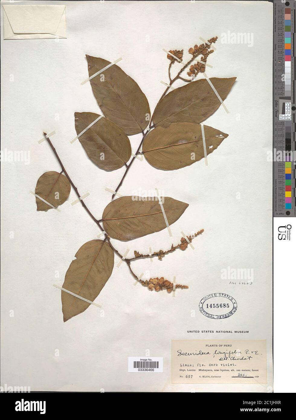 Securidaca longifolia Poepp Endl Securidaca longifolia Poepp Endl Stock ...