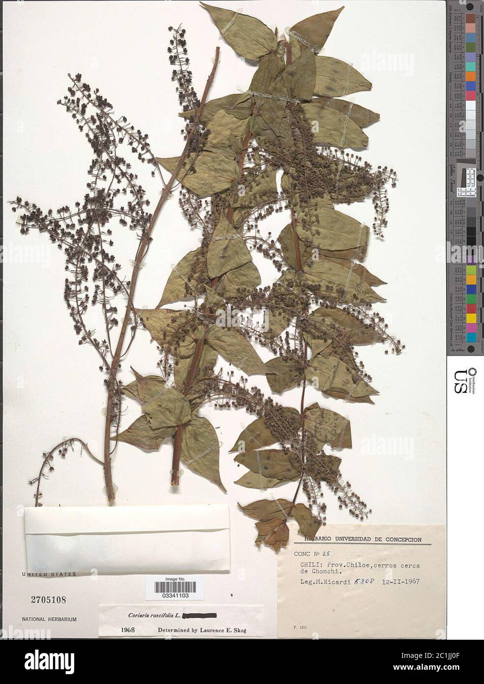 Coriaria ruscifolia hi-res stock photography and images - Alamy