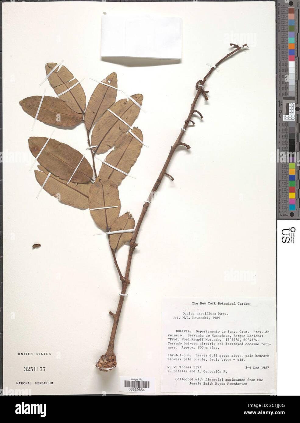 Qualea parviflora Qualea parviflora Stock Photo - Alamy