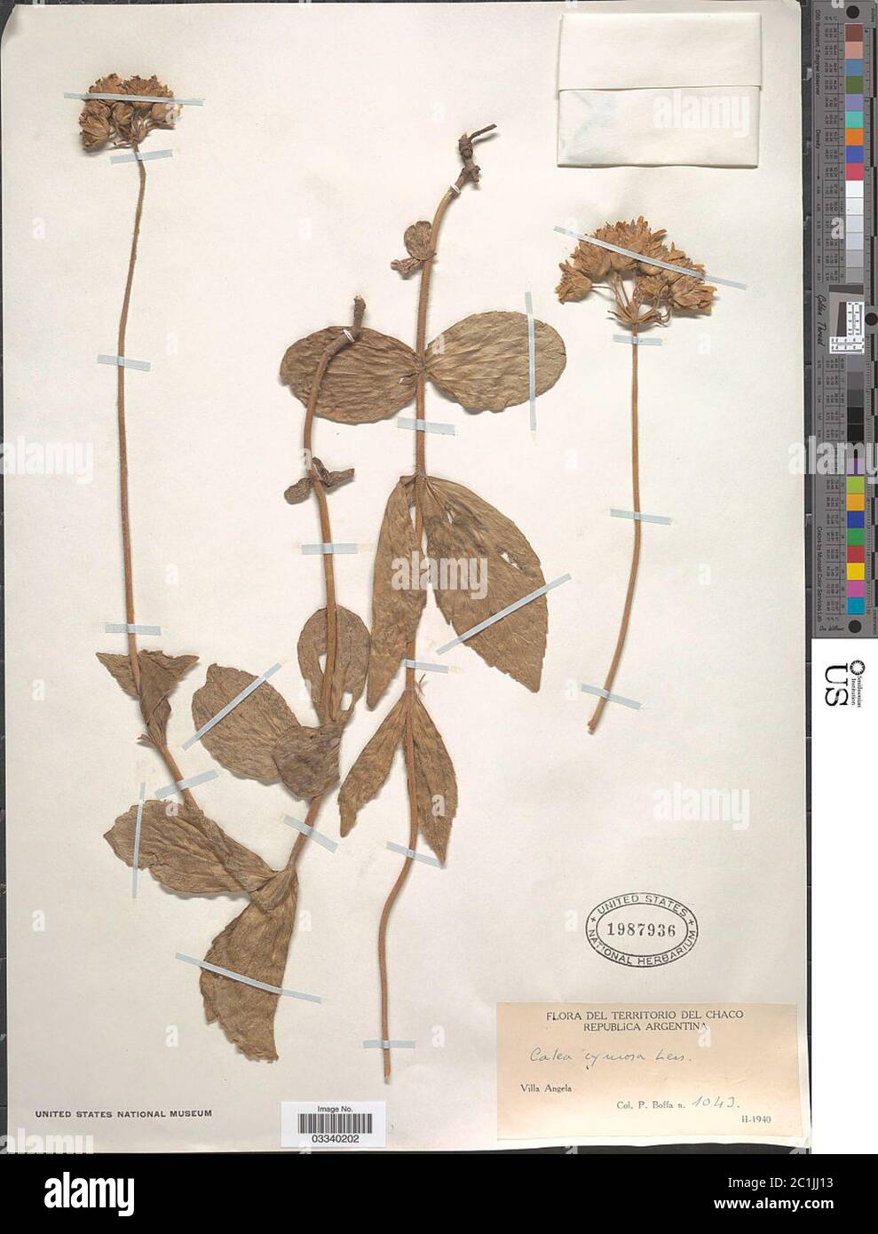 Calea cymosa Less Calea cymosa Less Stock Photo - Alamy