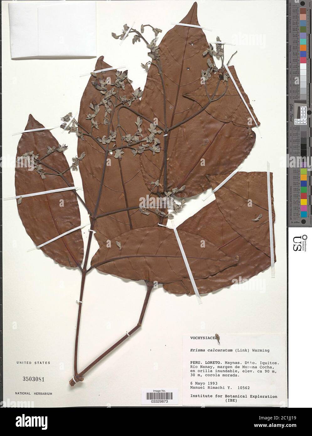 Calcaratum hi-res stock photography and images - Alamy