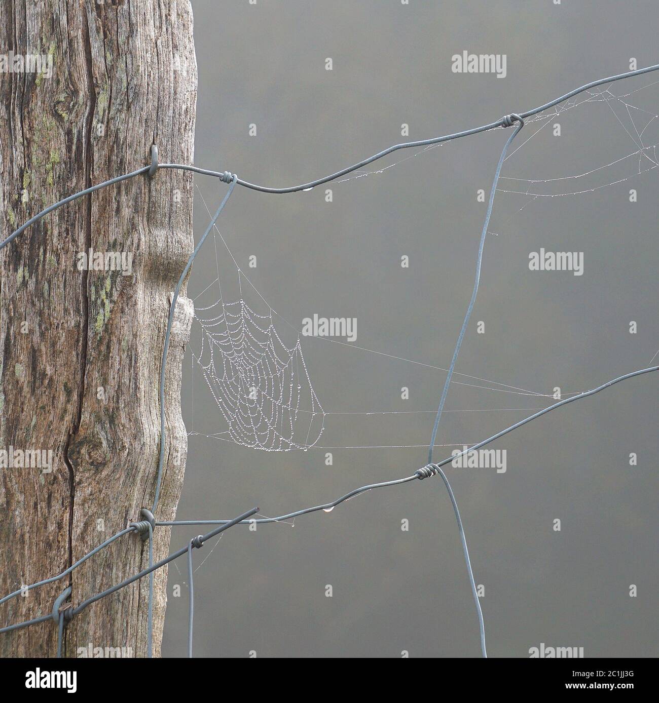 spider web on the wire fence Stock Photo - Alamy