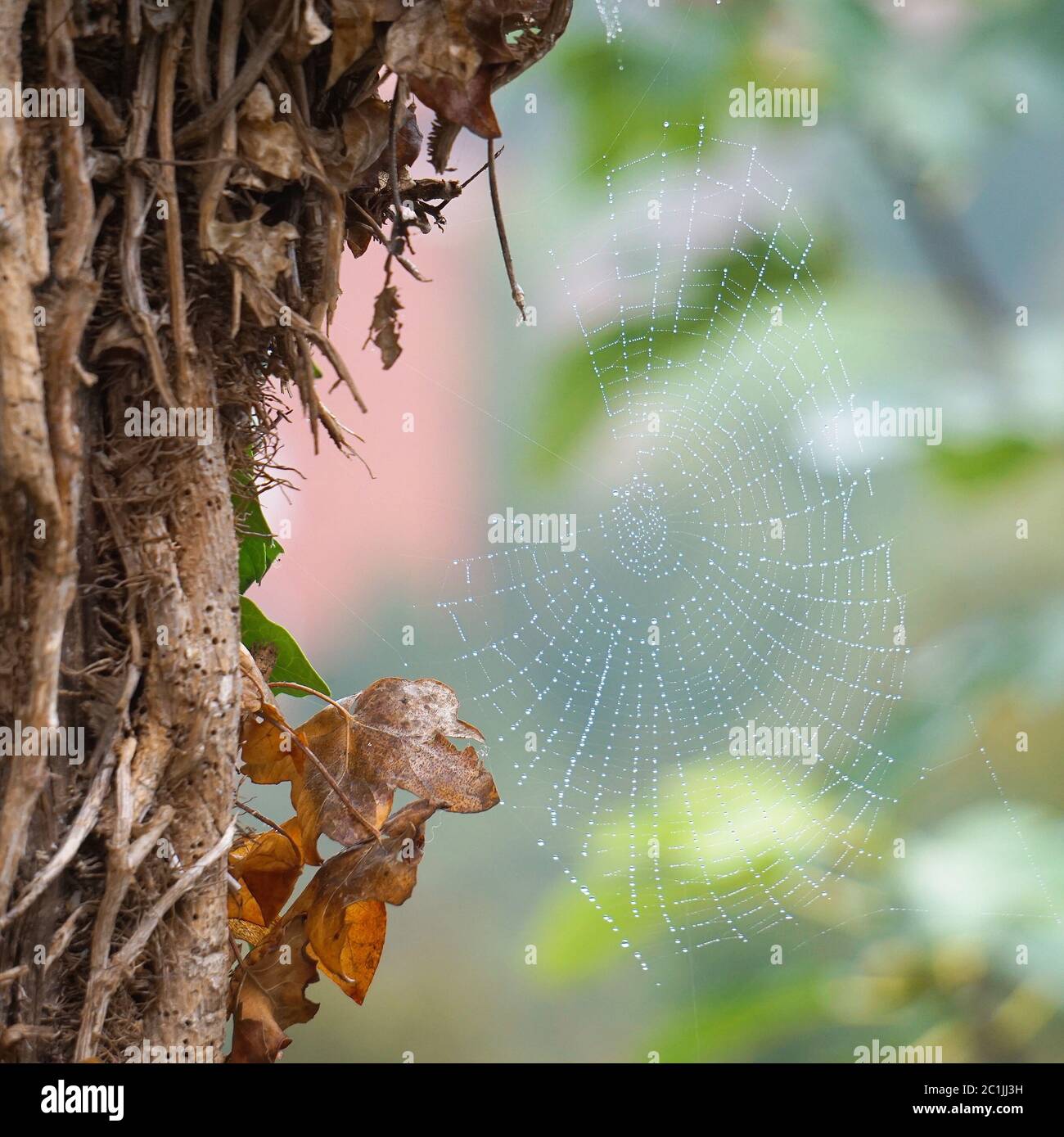 spider web on the wire fence Stock Photo - Alamy