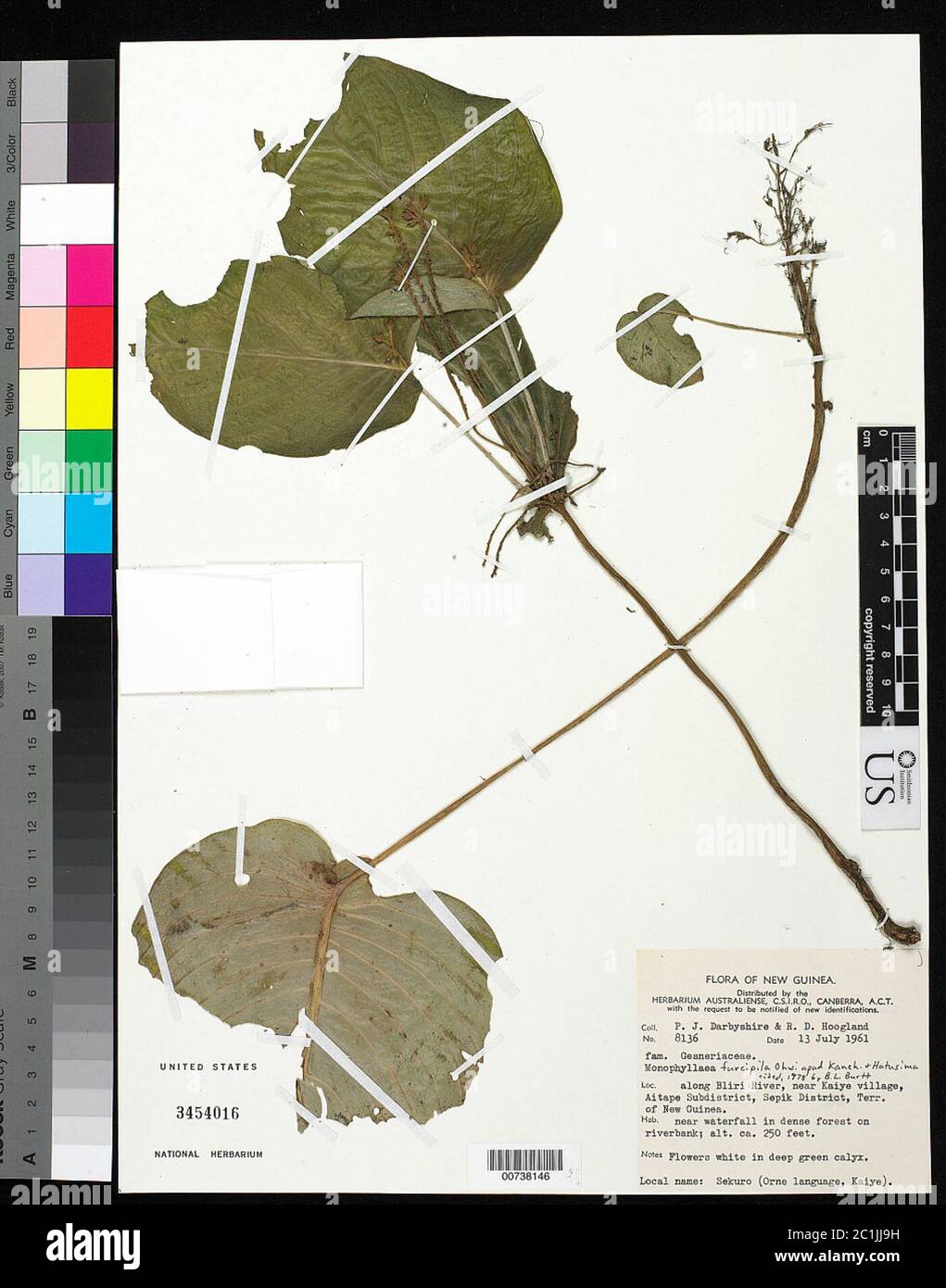 00738146.tif Monophyllaea furcipila Ohwi Stock Photo - Alamy